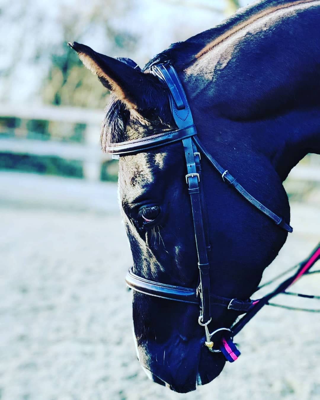 About – Glebe Farm Horse Livery