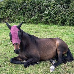 Rest and Retirement Livery – Glebe Farm Horse Livery