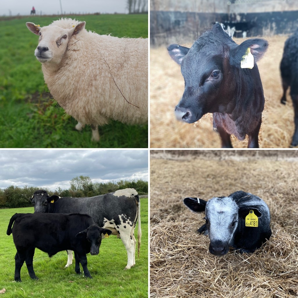 About – Glebe Farm Horse Livery