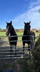 Rest and Retirement Livery – Glebe Farm Horse Livery