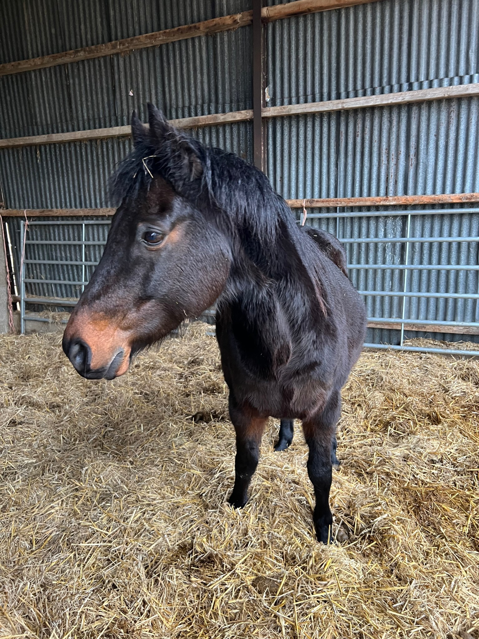 Rest and Retirement Livery – Glebe Farm Horse Livery