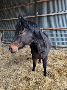Rest and Retirement Livery – Glebe Farm Horse Livery