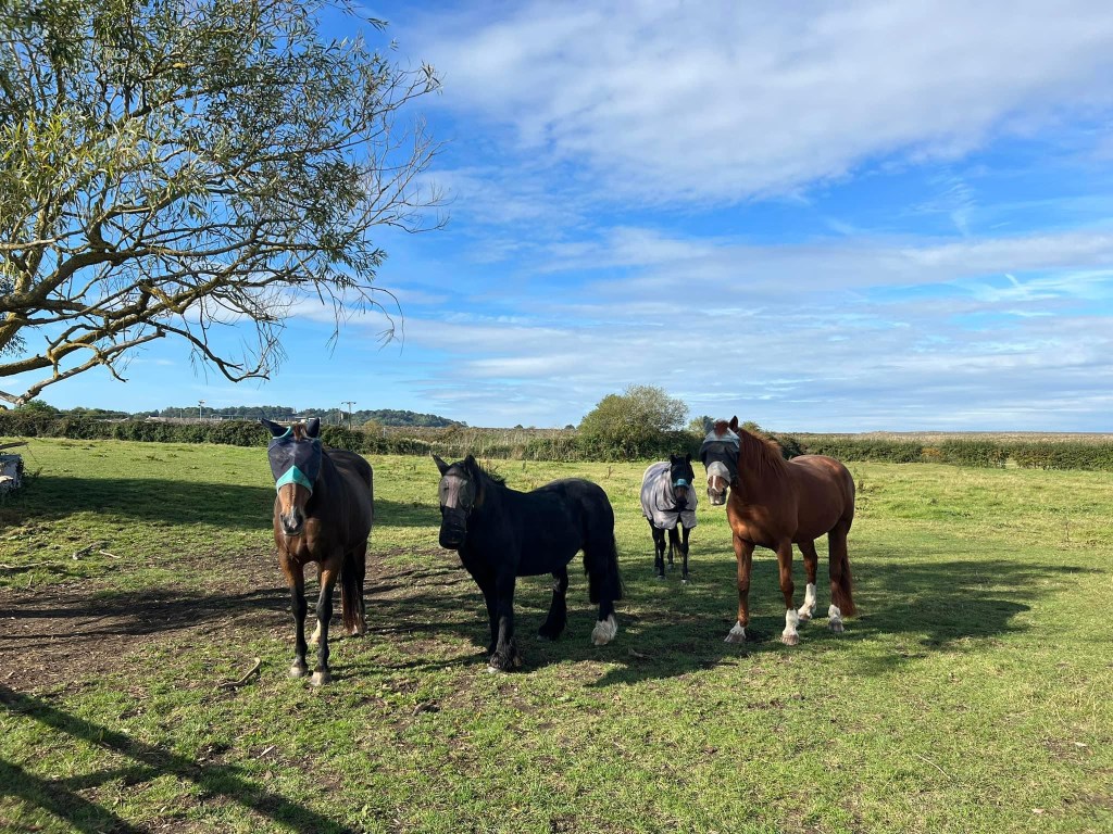 Rest and Retirement Livery – Glebe Farm Horse Livery
