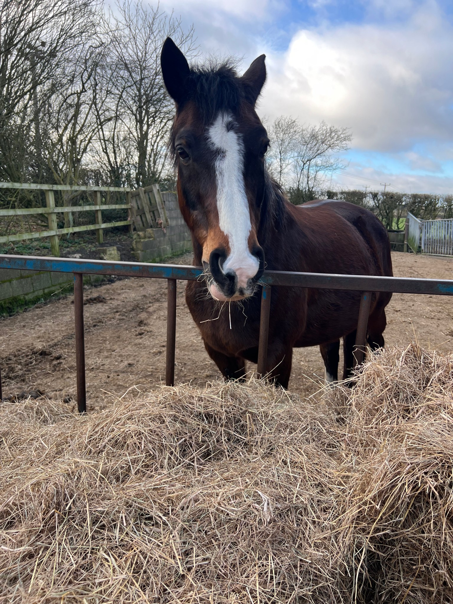 Rest and Retirement Livery – Glebe Farm Horse Livery