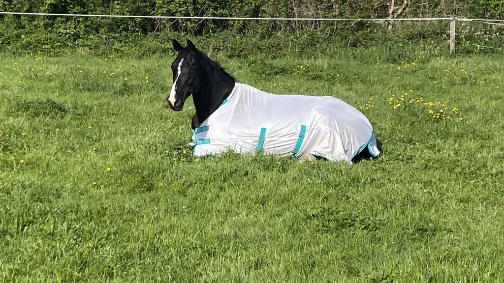 Services – Glebe Farm Horse Livery